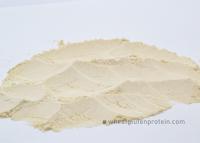 China Baking Foods Ingredient Vital Wheat Gluten Physical Extraction for sale