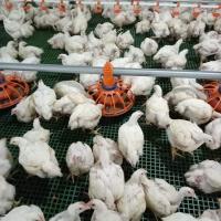 China Environmental Controlled Automatic Chicken Feeders And Waterers 3m Suspension for sale