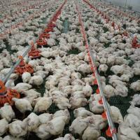 China Environmental Controlled Automatic Chicken Feeders And Waterers 3m Suspension for sale
