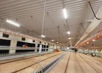 China Auger Feeding Breeder Farm Equipment Plastic Slat Flooring Chicken Raising Equipment for sale