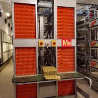 China Galvanized Stainless Egg Conveyor Belt Systems For Egg Collection And Grading for sale