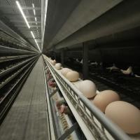 China Modern Automated Battery Cage System Nipple Drinking Hot Dip Galvanized for sale