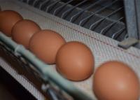 China 8 Degree Bottom Layer Chicken Cage Automated Battery Cage System Hi Hope for sale