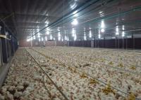 China Broiler Flooring Raising Chicken Farm Equipment 4 Drinker /M for sale