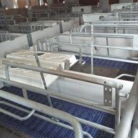 China Automatic Swine Hog Gestation Crates Floor Standing HI HOPE for sale
