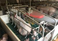 China PVC Board Gestating Pig Farrowing Pen 2.5mm Thickness With BMC Slat for sale