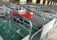 China Galvanized swine Sow Farrowing Crate 2.4*1.8m width adjustable for sale