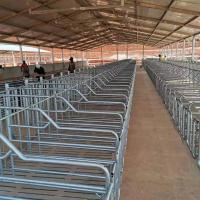 China Galvanized Steel Sow Hog Gestation Crates 2.5mm Thickness for sale