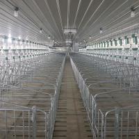 China Automatic Disc Chain / Auger Feed Conveying System Pig Farming Equipment for sale