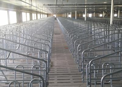 China SS304 Piggery Pregnancy Sow Gestation Stalls Swine Farrowing Crates for sale