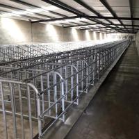 China OEM ODM Piggery Farm Equipment Gestation Pens For Sows Rear Door Design for sale