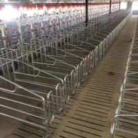 China OEM ODM Piggery Farm Equipment Gestation Pens For Sows Rear Door Design for sale