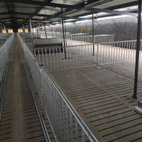 China Modern Galvanized Sow Gestation Stalls 1m Height With Concrete Slat Flooring for sale