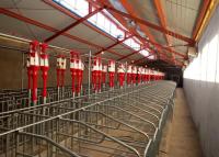 China 2.5mm Tube Piggery Farm Equipment Sow Pig Mating Hog Barn Supplies for sale