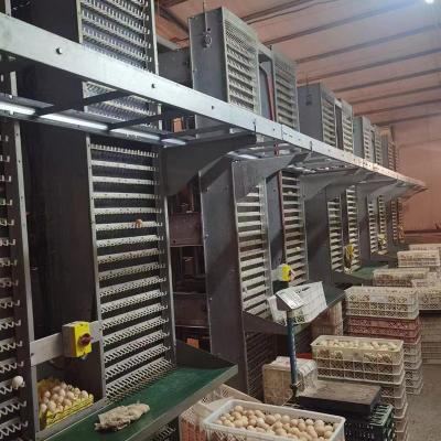 China Modern Automatic Egg Collection System 17000/H Low Egg Breaking Rate for sale