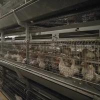 China Modern Automated Battery Cage System Nipple Drinking Hot Dip Galvanized for sale