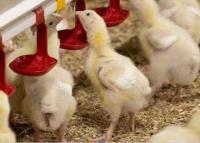 China Broiler Flooring Raising Chicken Farm Equipment 4 Drinker /M for sale
