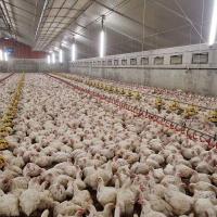 China HI HOPE Chicken Farm Equipment 45cm Dia Pipe for sale
