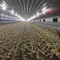 China HI HOPE Chicken Farm Equipment 45cm Dia Pipe for sale
