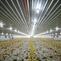 China Galvanized C Z Steel Poultry Farming Structures for sale