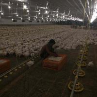 China 3m Tube Poultry Farming Drinker And Feeder for sale