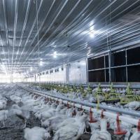 China 3m Tube Poultry Farming Drinker And Feeder for sale