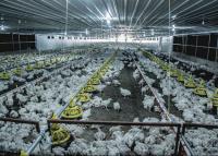 China Broiler Flooring Raising Chicken Farm Equipment 4 Drinker /M for sale