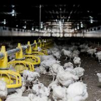 China HI HOPE Chicken Farm Equipment 45cm Dia Pipe for sale
