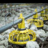China OEM ODM Chicken Farm Equipment Poultry Farming Drinker And Feeder for sale