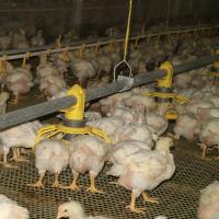 China 380V 220V Chicken Farm Equipment 45cm Pipe Broiler Chicken Feeders Drinkers for sale