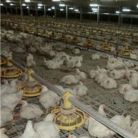 China 3m Tube Poultry Farming Drinker And Feeder for sale
