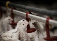 China Broiler Flooring Raising Chicken Farm Equipment 4 Drinker /M for sale
