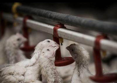 China Broiler Flooring Raising Chicken Farm Equipment 4 Drinker /M for sale