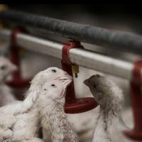 China OEM ODM Chicken Farm Equipment Poultry Farming Drinker And Feeder for sale