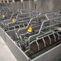 China Incubator Lamp Heating Sow Farrowing Crate With Drinking Bowl for sale