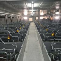 China ISO9001 Raised Farrowing Crate For Pigs With Nipple Drinker for sale