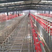 China 100 Sow 2.4*0.6m pen Piggery Farm Equipment for sale