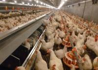 China 860mm Width Poultry Egg Collection System Automatic Chicken Egg Collector ISO9001 for sale