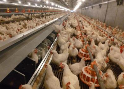 China 860mm Width Poultry Egg Collection System Automatic Chicken Egg Collector ISO9001 for sale