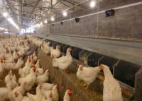 China Galvanized SS304 Chicken Egg Collection System 2440mm Length for sale