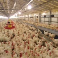 China Separated Hole Poultry Egg Collection System 2.44m Length For Breeder Farm for sale