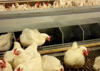 China 860mm Width Poultry Egg Collection System Automatic Chicken Egg Collector ISO9001 for sale