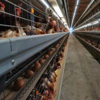 China Poultry Farm Equipment H Frame Egg Chicken Layer Cage for sale