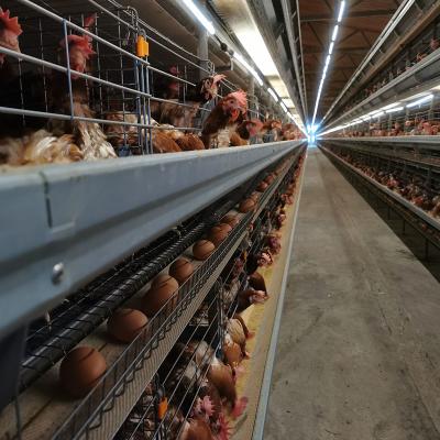 China Poultry Farm Equipment H Frame Egg Chicken Layer Cage for sale