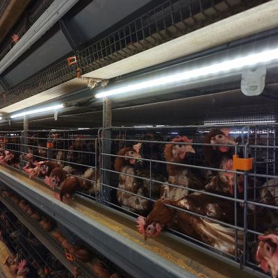 China Chicken Egg Layer Cages Equipment With Poultry House for sale