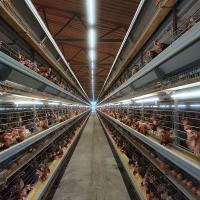 China Professional Chicken Farming Equipment Layer Battery Cages for sale