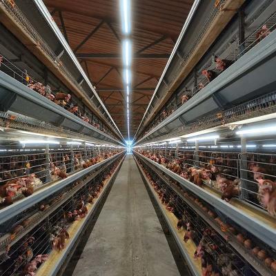 China Professional Chicken Farming Equipment Layer Battery Cages for sale