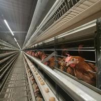 China Hot Dip Galvanized Layer Chicken Cage 200000 Birds Automatic Egg Collecting for sale