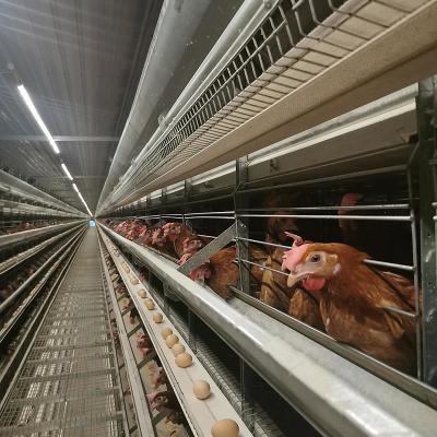 China Hot Dip Galvanized Layer Chicken Cage 200000 Birds Automatic Egg Collecting for sale