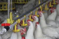 China Poultry Farm Chain Trough Chicken Breeding Equipment 36m/min Conveying for sale
